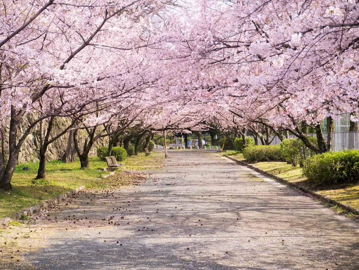 Fukuoka Trip Planning Guide 2026: When to Go, How to Get There, Where ...
