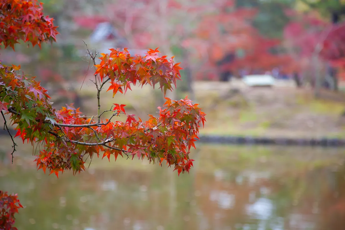 Nara Autumn Foliage Guide: Best Spots, Timing, and Tips | Japan Activity