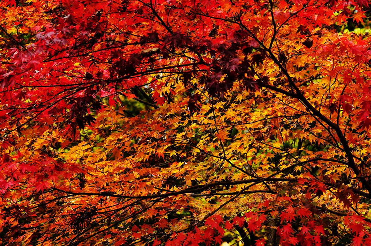 Nikko Travel Guide: The Ultimate Trip Planner | Japan Activity