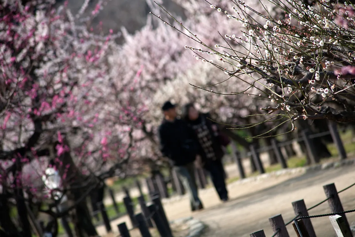 Osaka Castle Visitor Guide Travel Guide | Japan Activity