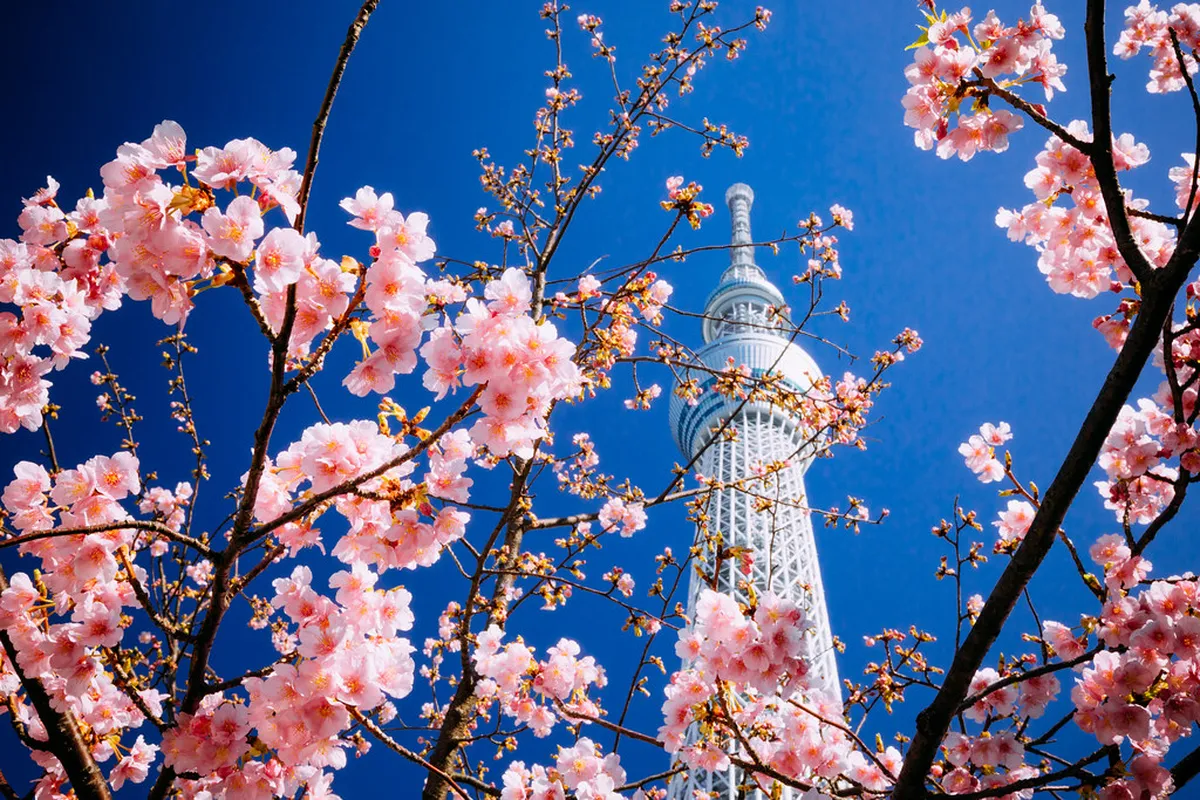 10 Best Tokyo Day Trips by Train (2026 Travel Guide) | Japan Activity